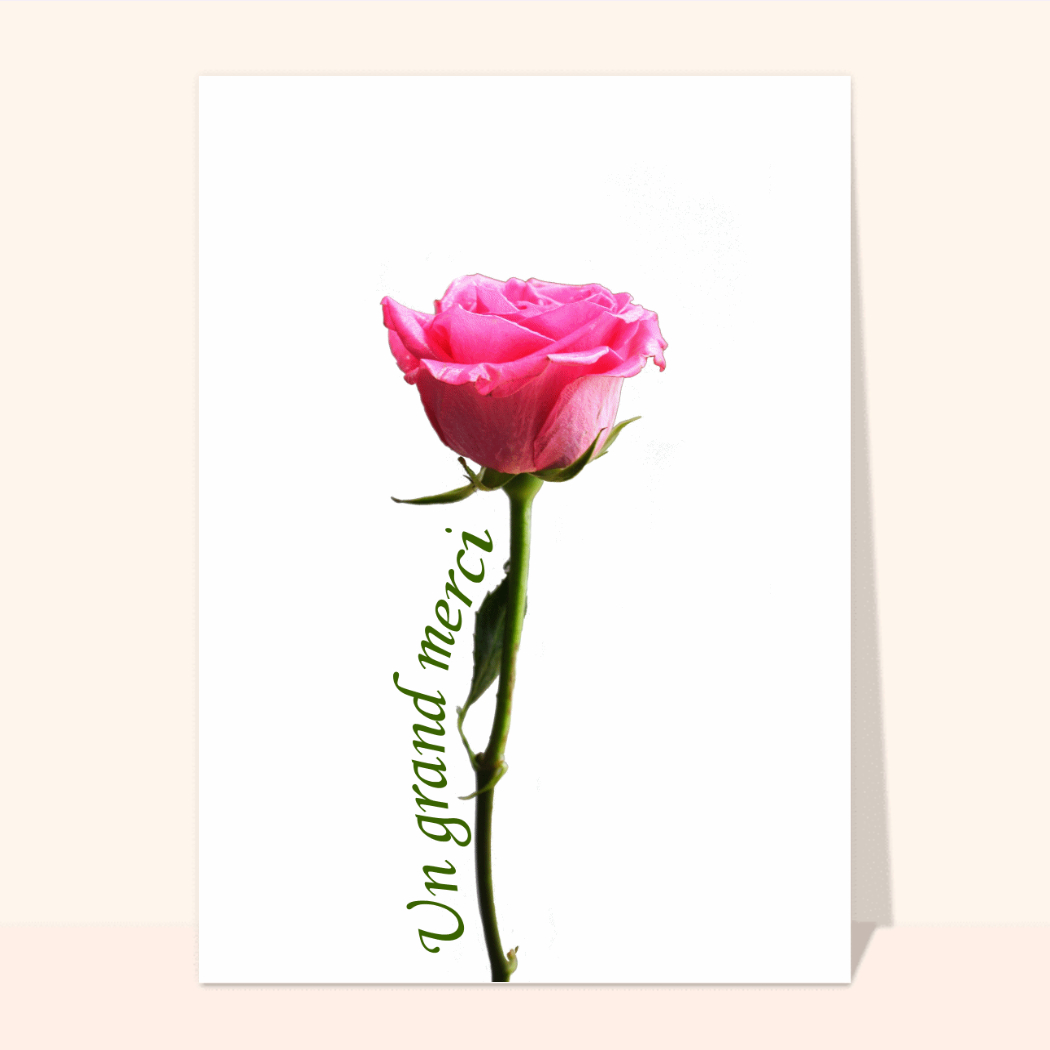 Rose tendre pour un grand merci - Carte remerciement