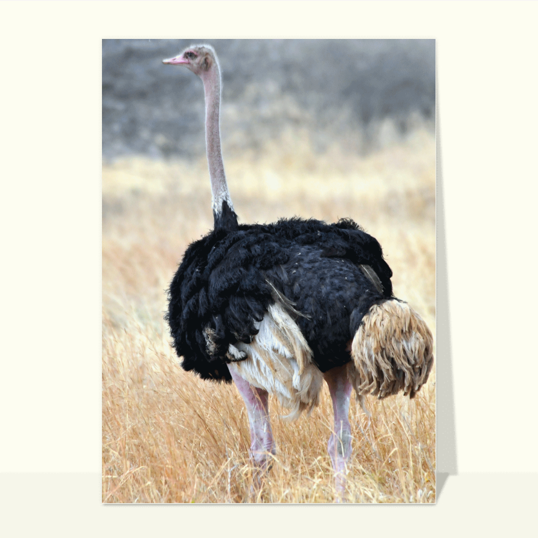 Regard majestueux d'une autruche dans la savane - Carte avec un oiseau
